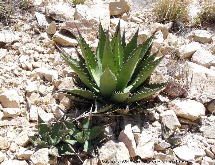 Agave palmeri